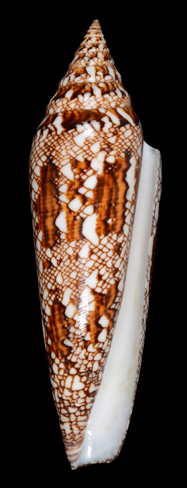 Dr. Lee's Gallery Museum: Conus bengalensis 123.2mm (Long and dark) 孟加拉芋螺