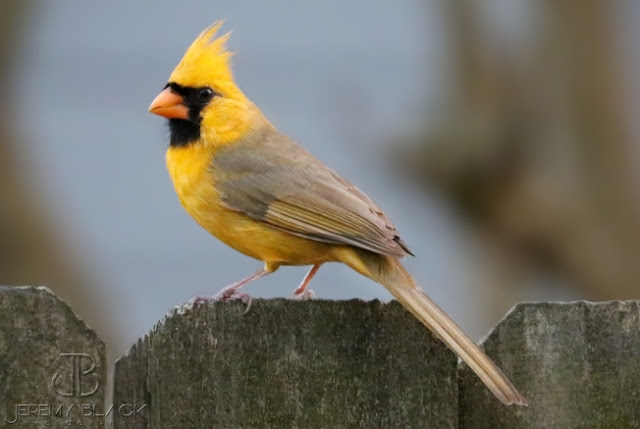 White Wolf : Spirit Bird: 'One-in-a-million' yellow cardinal seen in ...