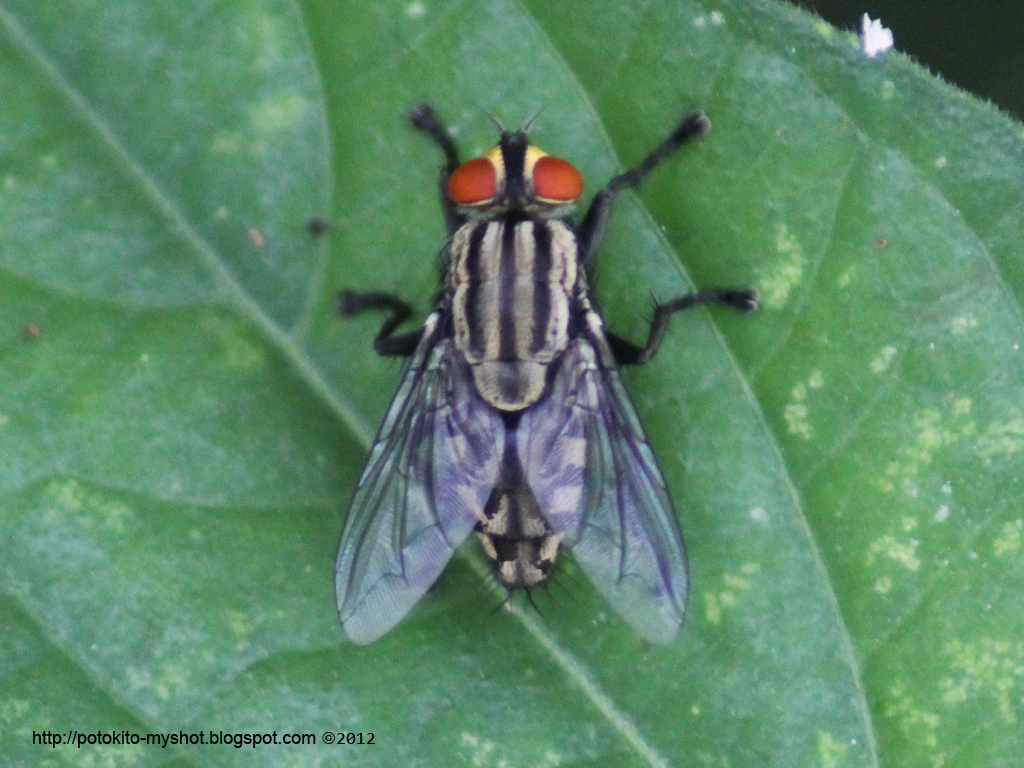 Flesh-fly (Sarcophaga sp), Sumatra Indonesia