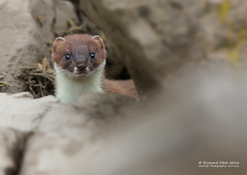 Wildlife Photographic Journals: A Morning with Stoats