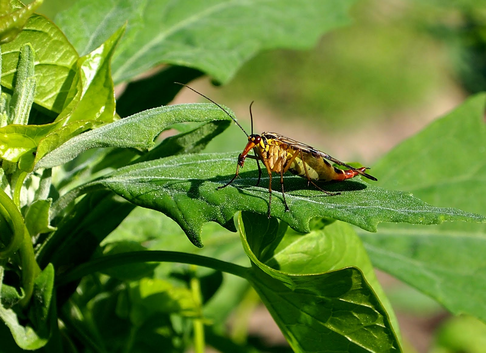Pásti Csaba blogja: Lepkék, legyek, bogarak
