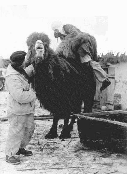 NAZI JERMAN: Foto Kamel (Unta) dan Tentara Jerman