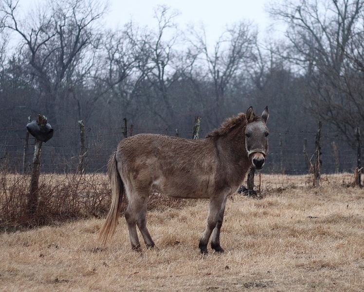 Deu branco: Animais hibridos