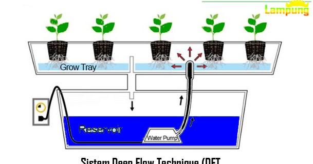 Hidroponik Sistem Deep Flow Technique (DFT) serta Kelebihan dan ...