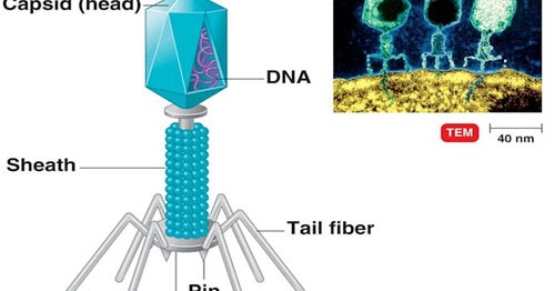 Siklus Hidup Virus( Siklus Litik dan Siklus Lisogenik) - Biologi ...