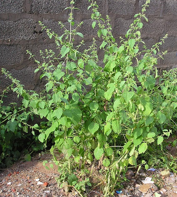 Health - Tips: Hyptis suaveolens - An introduction