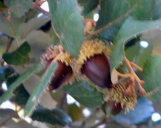 Entre plantas y bichos: Quercus suber (alcornoque)