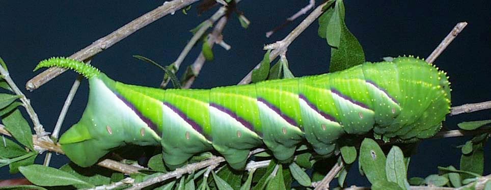 Xtremehorticulture of the Desert: Large Worms Found Munching on Grape Vines