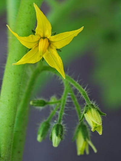 DIÁRIO COM A NATUREZA: 19 DE ABRIL - TOMATE - FRUTO - FLOR - SOLANUN ...