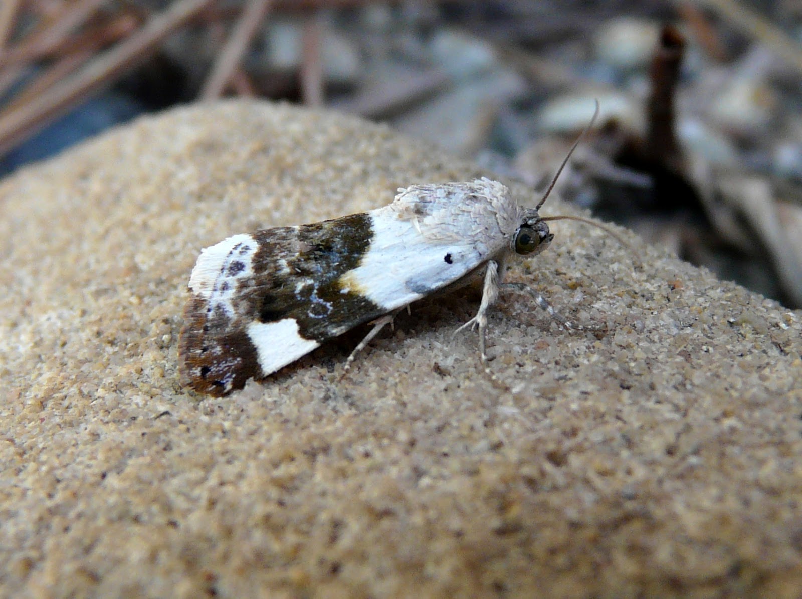 birdingexmouth: French Moths