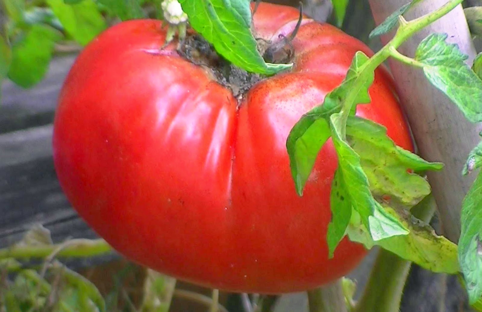 Vegetable Garden for the World: Italian Tree Tomato-Episode 2
