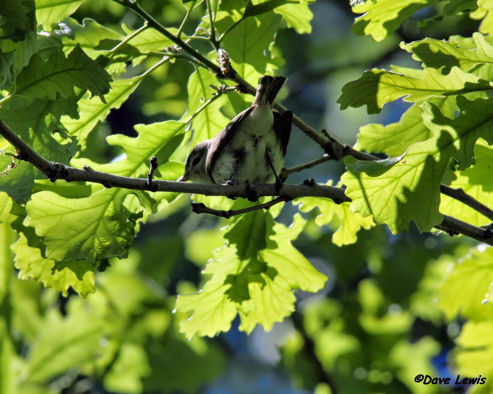 Birds from Behind : 08 June 2014
