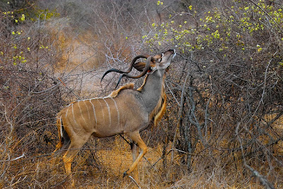 The Kudu Bull or Greater Kudus | The Wildlife