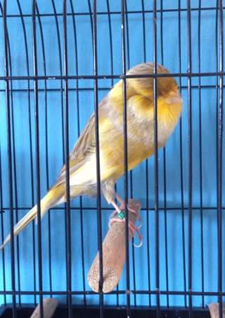 Greek Yorkshire Canaries: Yorkshire youngsters 2016 from Mark Mizzi ...