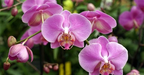 19 Jenis Bunga Anggrek yang Ada di Indonesia - Toko Bunga di Lamongan ...