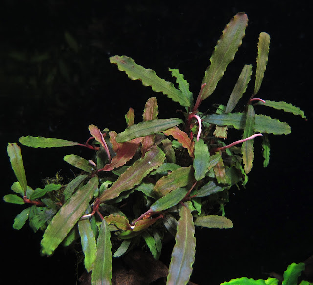endemic plants: Bucephalandra sp. Red Gaia Melawi, West Kalimantan