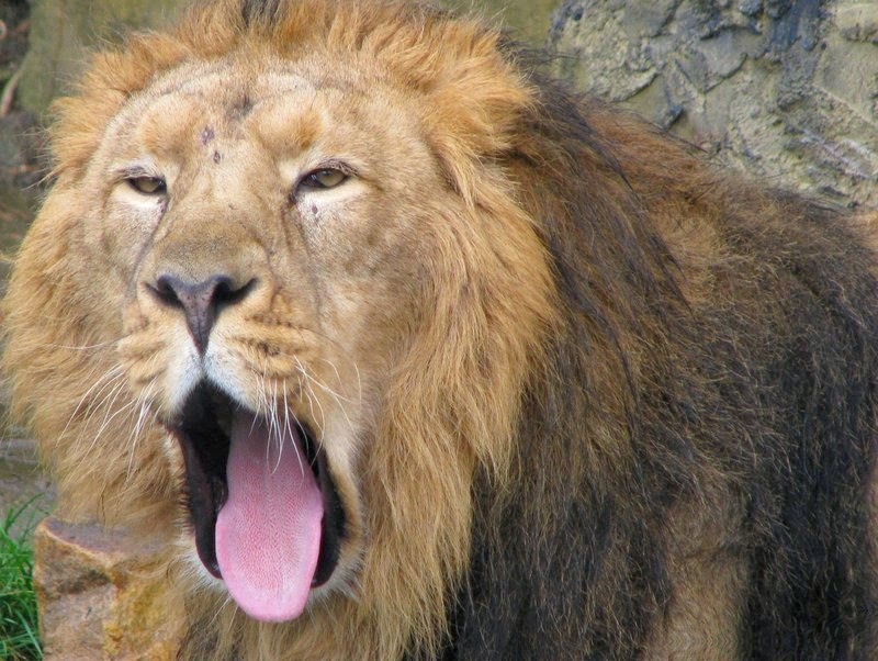 Welcome: Lion ~ I'm Hungry