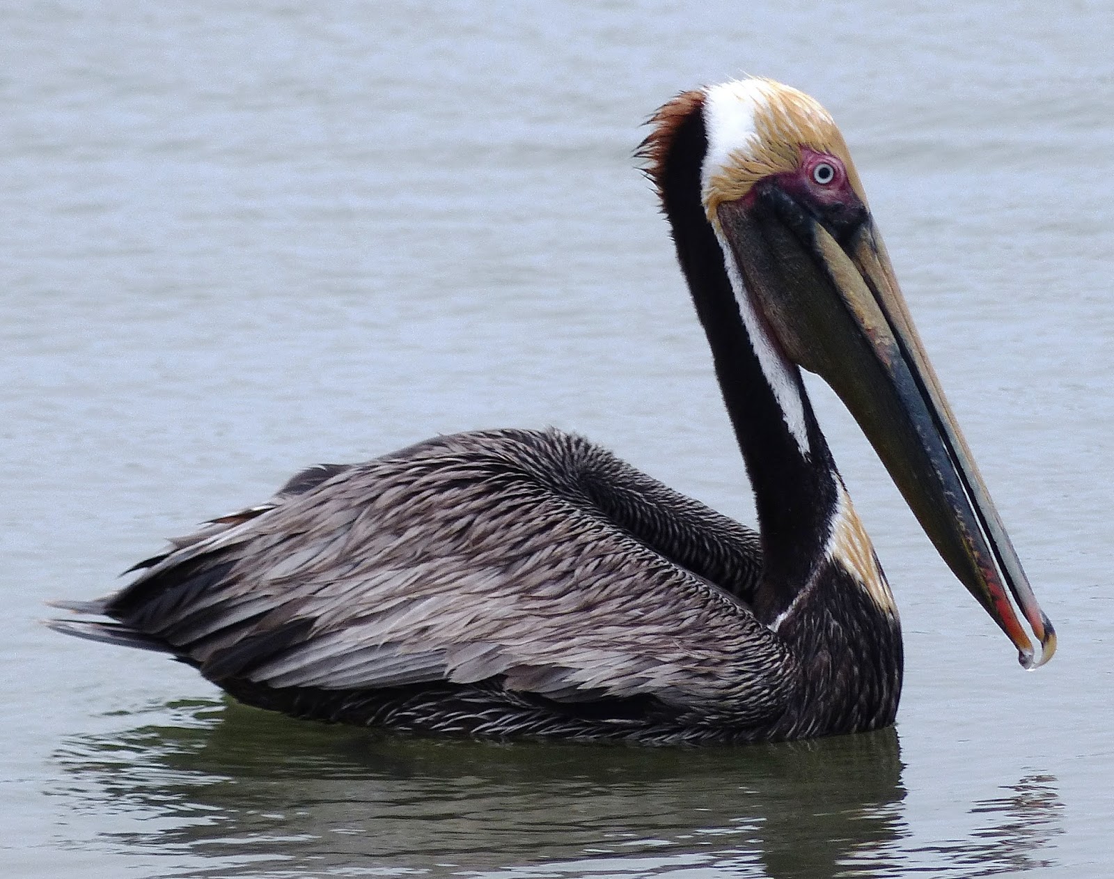 Duffbirder meets South Holderness!: Texas 13 - Waterbirds