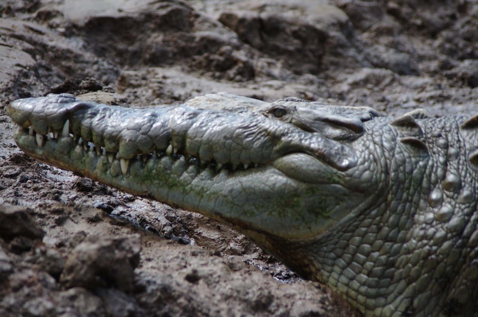 gnotions: The Face of Evil