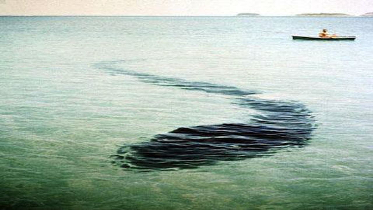 Sea Monsters and Great White Shark Sightings In Maine - Fortean Slip Rewind