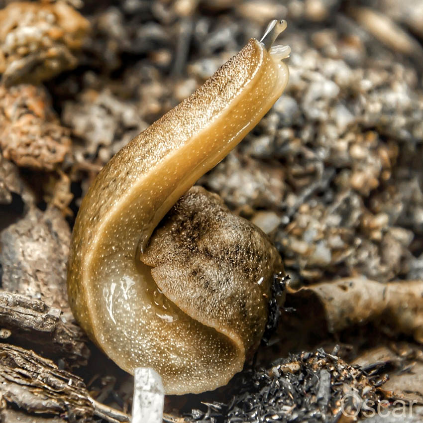 Insetologia - Identificação de insetos: Lesma em Santa Catarina