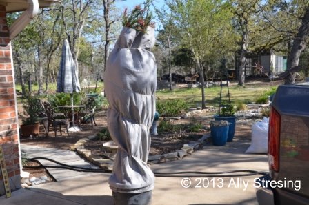 Garden Ally: Weeping Bottle Brush