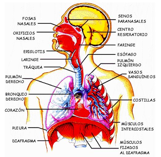 Burbuja de Lenguaje: El Sistema Fonatorio