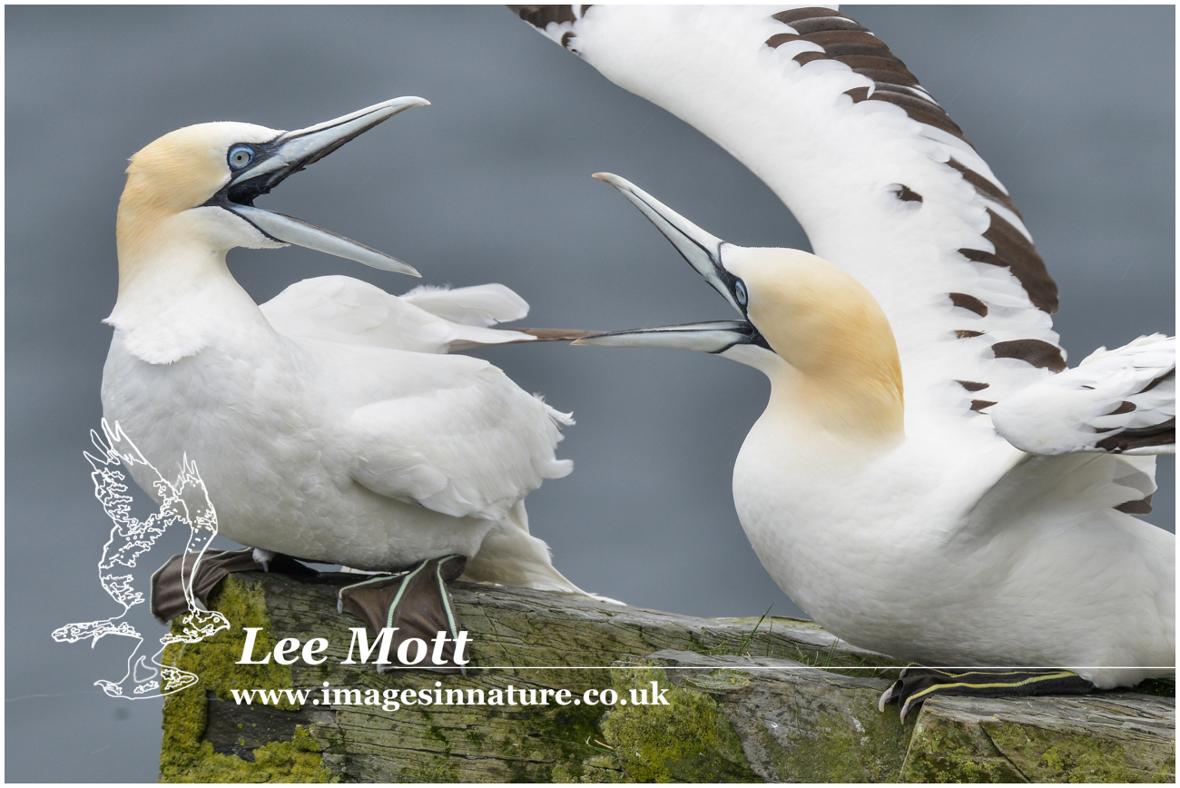 Lee Mott Photography