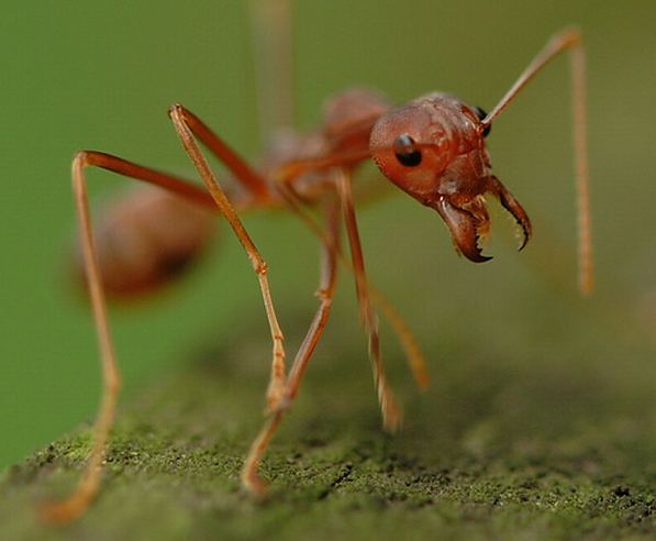Gambar Semut yang diperbesar / di-zoom in ( Ants in Macro Look ...