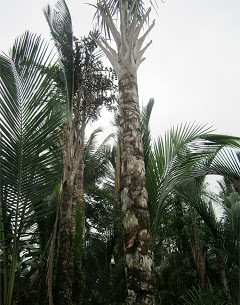 Stacey Bade: Palagsing: A Local Delicacy from Butuan (Descriptive)