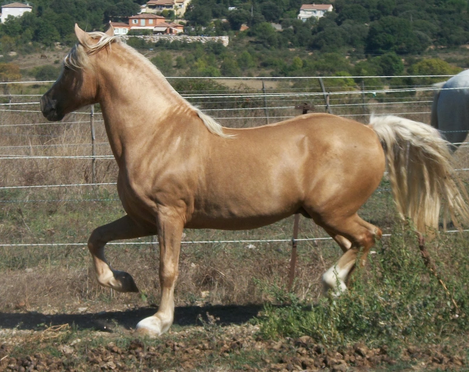élevage Voulpiac Poneys Welshs Cob et Mountains: TRISTAN DE VOULPIAC ...