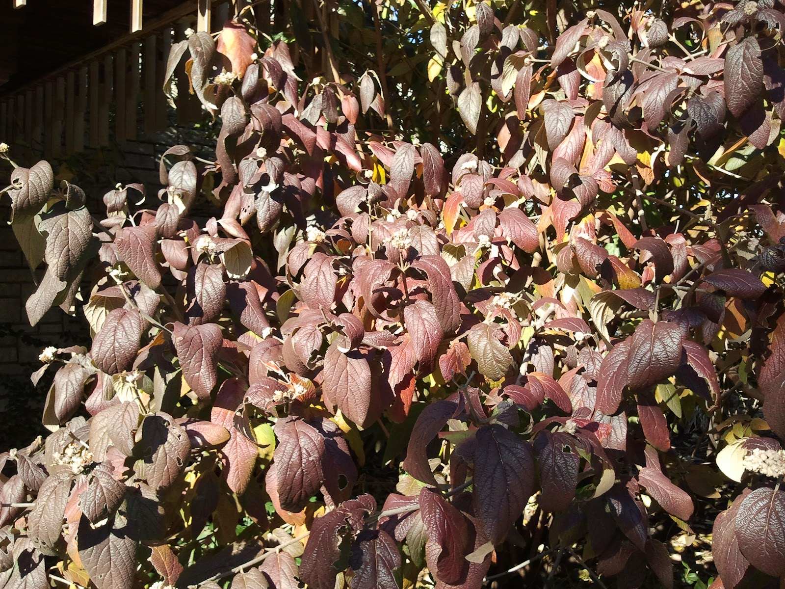 Powell Gardens' Blog: A Sample of Colorful Evergreens from Powell Gardens