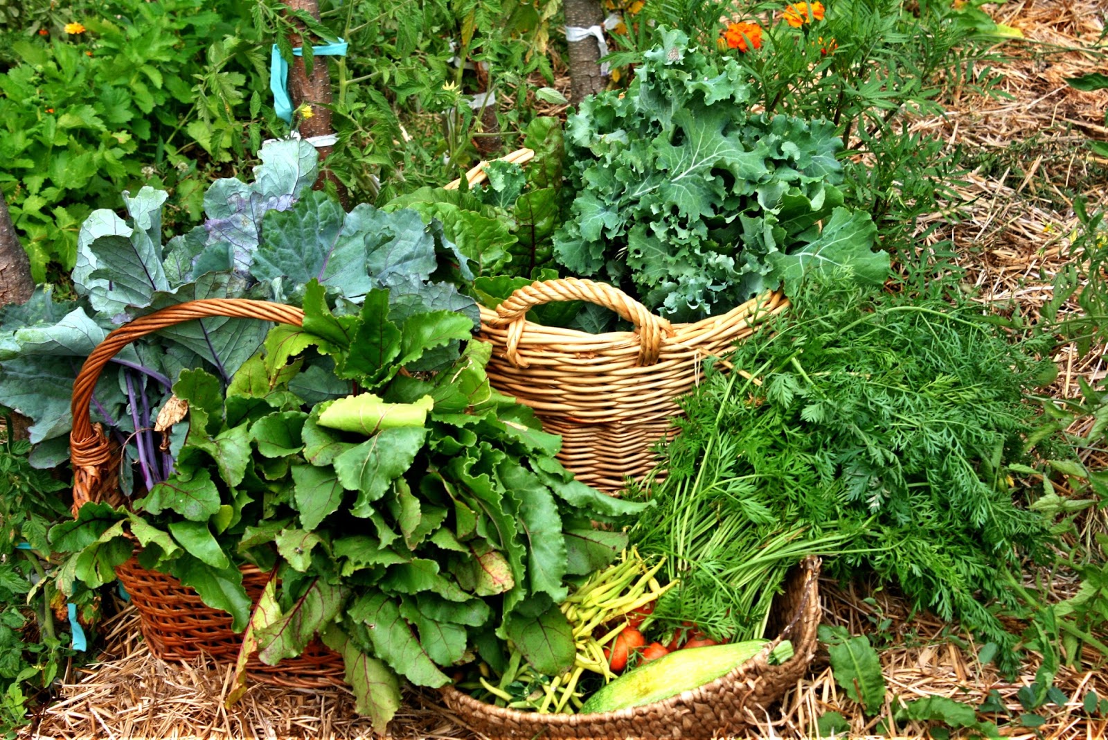 Balkan Ecology Project : Polyculture Project - Market Garden Study ...