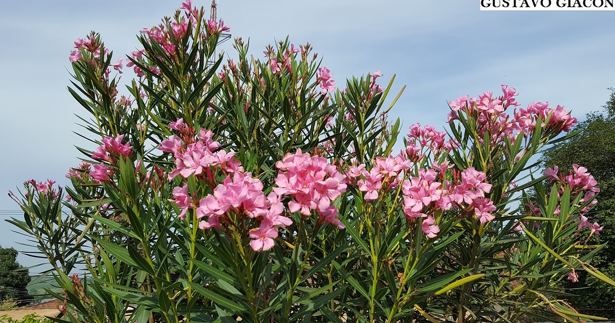 Viveiro Ciprest - Plantas Nativas e Exóticas: Espirradeira Rosa Clara ( Nerium oleander )