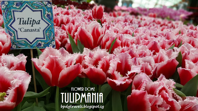 Tulipmania Rediscovered : Ottoman Empire (The Origin of Tulips ...