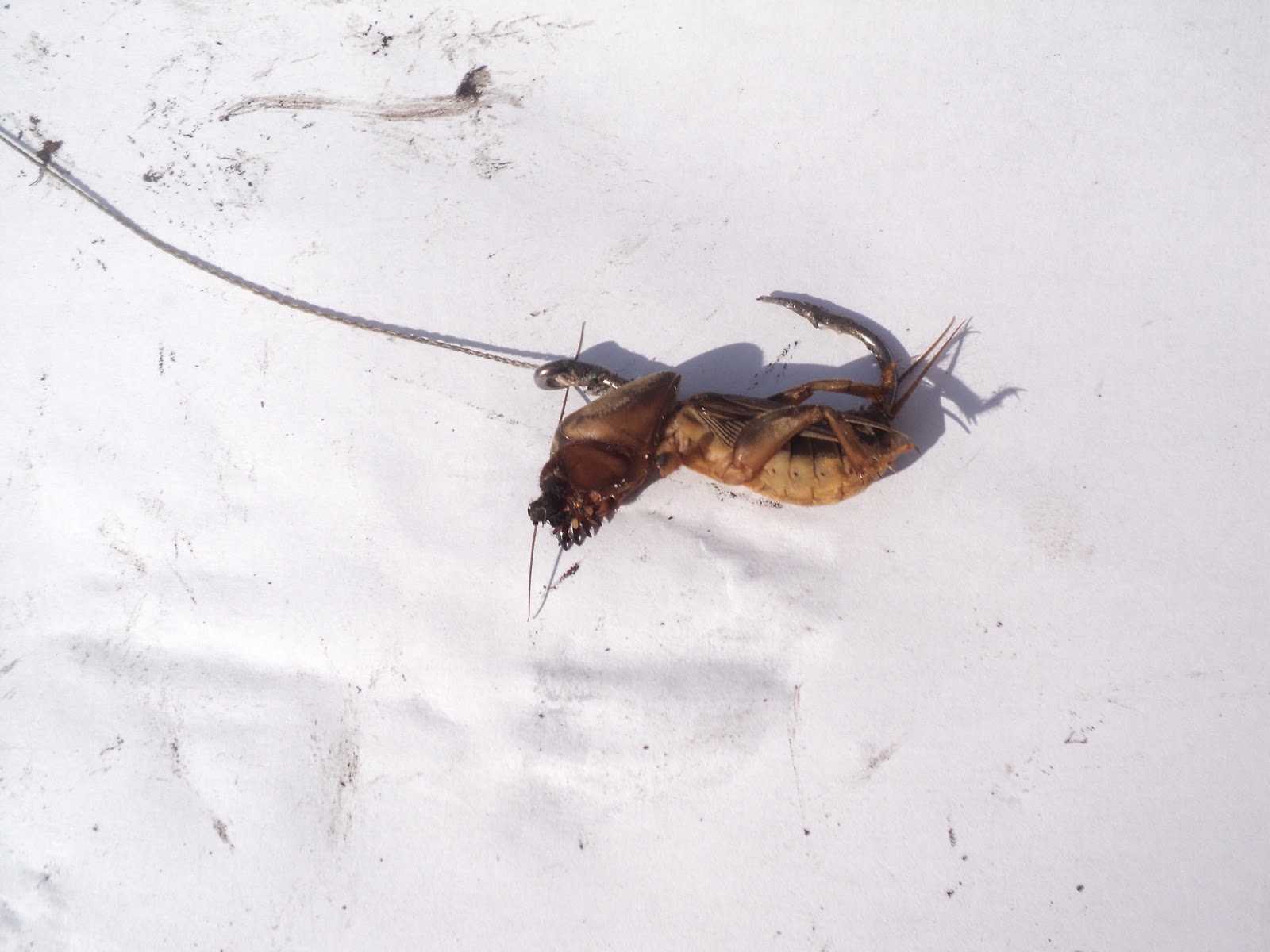 MOMEALA VIE: coropisnite