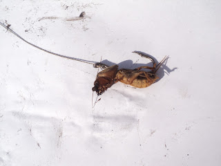 MOMEALA VIE: coropisnite