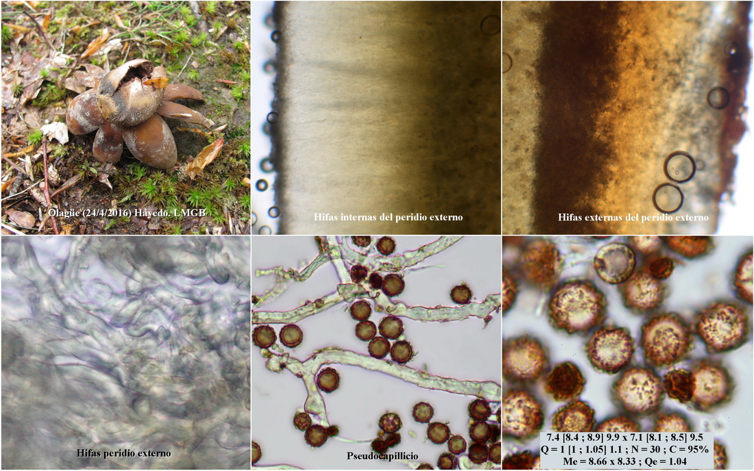 Microscopía de hongos. Vol 1 . A - C: Astraeus hygrometricus
