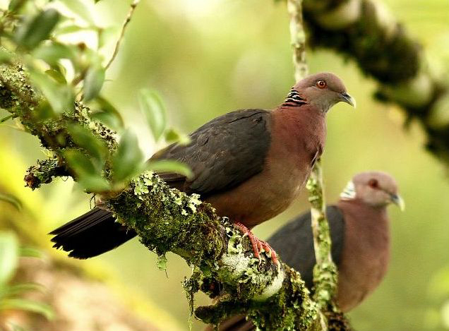 Sri Lankan Endemic Birds: Sri Lanka Mailagoya - Ceylon Wood Pigeon ...