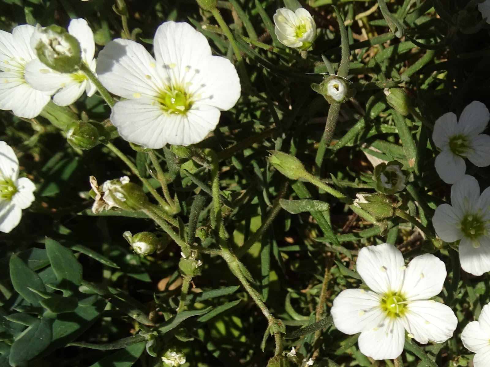 HERBARIO VIRTUAL DE BANYERES DE MARIOLA Y ALICANTE: Arenaria valentina ...
