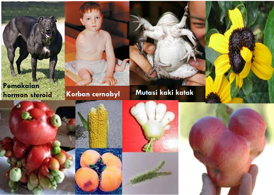 Catatan prestasi Guru Biologi: Mutasi