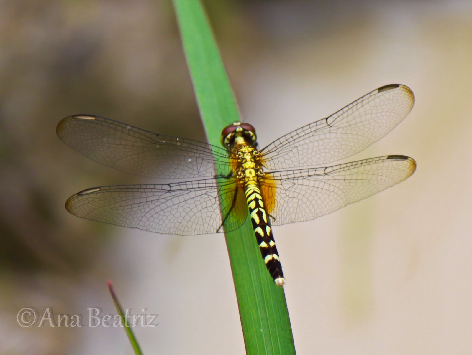 Aventura fotográfica: Libélula amarilla (Anisoptera)