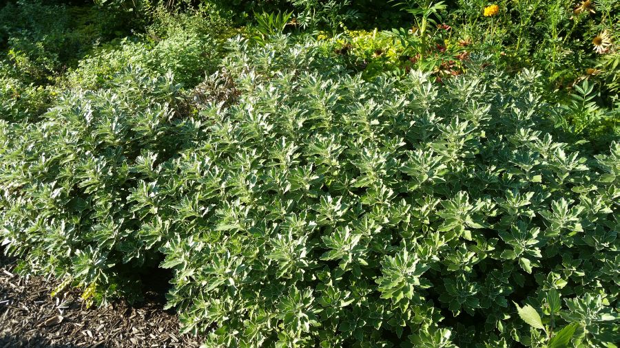 Future Plants by Randy Stewart: Ajania