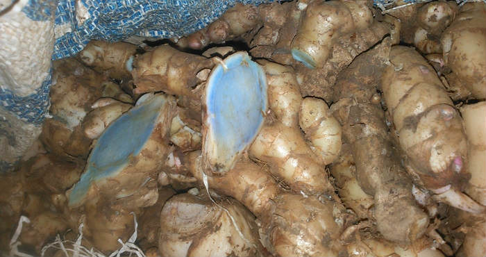 10 Khasiat Kesehatan Bagi Tubuh Dengan Tanaman Temu Hitam | Sahabat Narsis