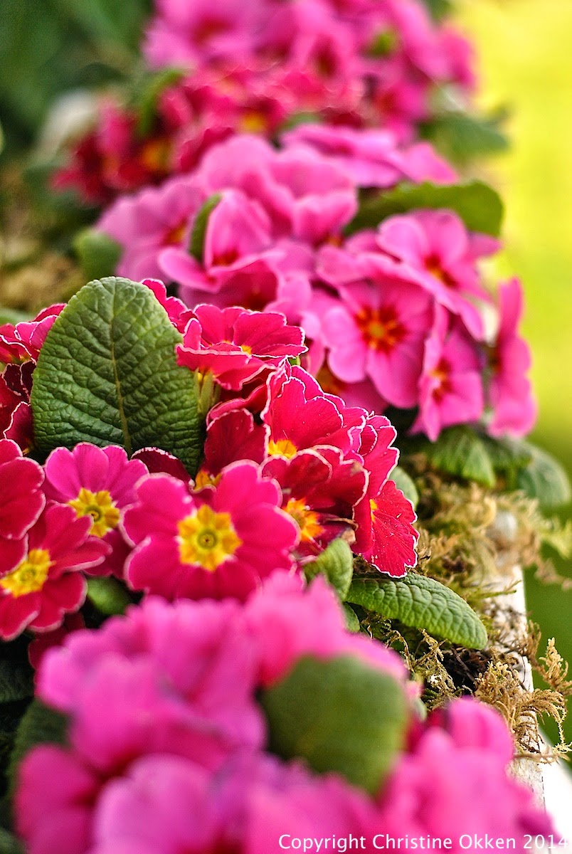 ChristineCreations: Introducing Potted Primroses!