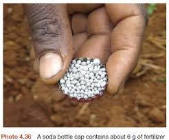 How To Boost Your Seedlings Growth Using Basal Fertilizer Application ...