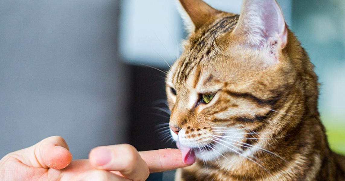 Top 7 Signs That Show Your Cat Is Happy