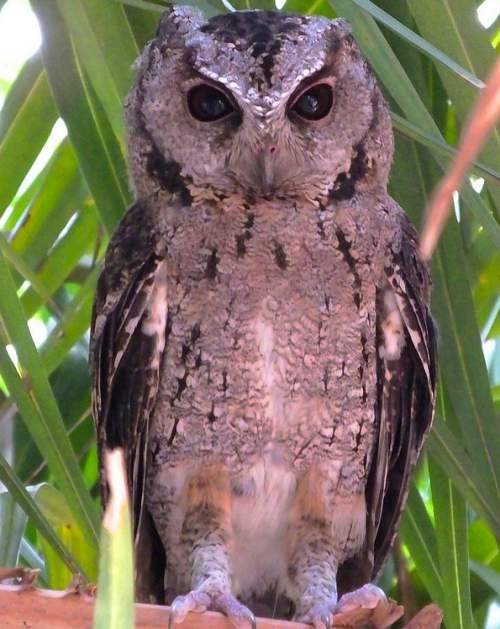 Reddish Scops Owl