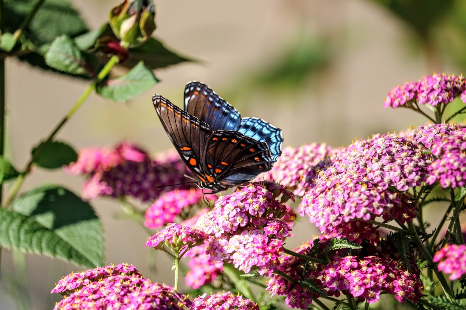 Red-spotted purple (limenitis arthemis astyanax) - Butterfly 2