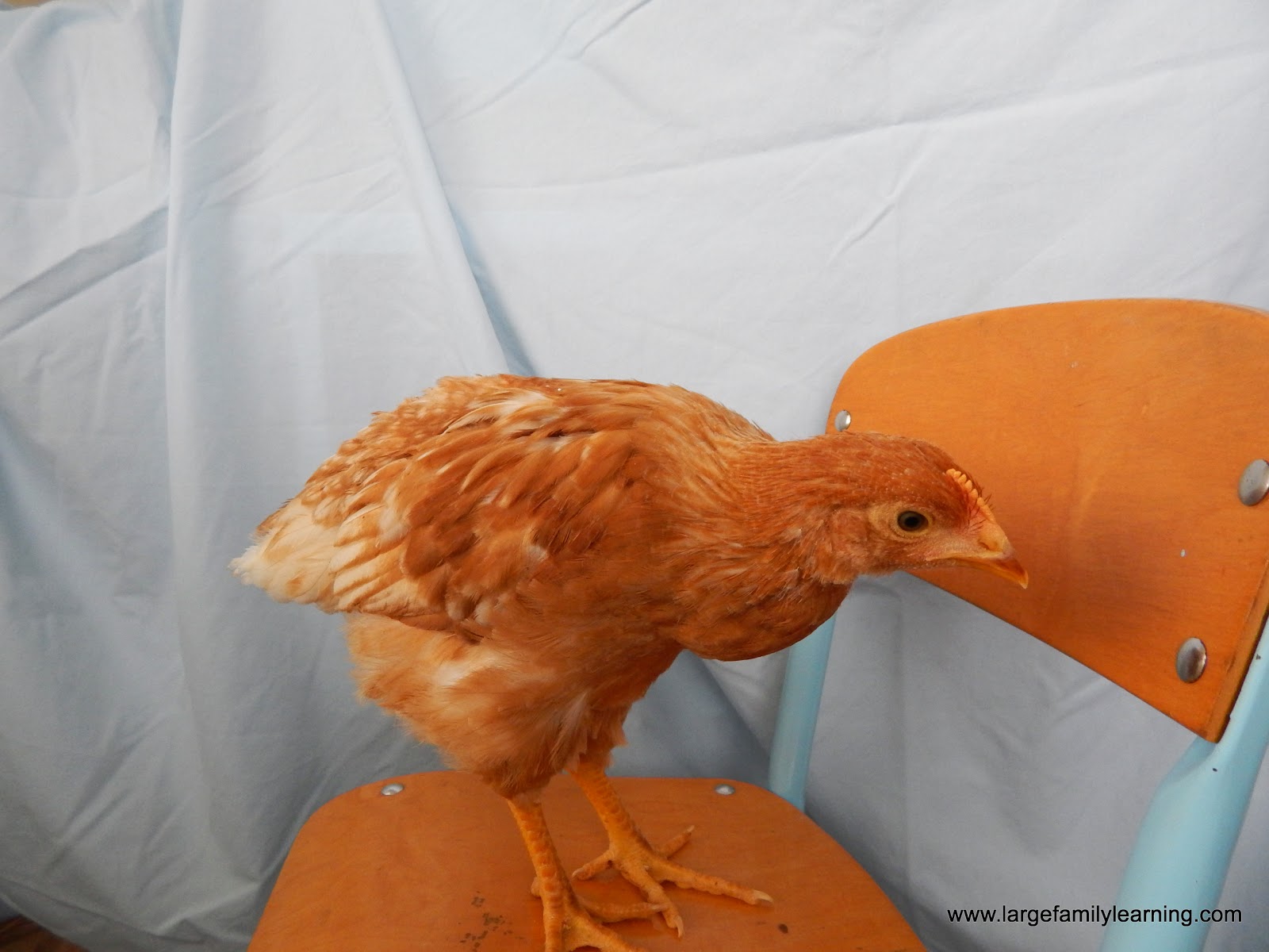 Large Family Learning : Raising Chickens: 6 Weeks Old